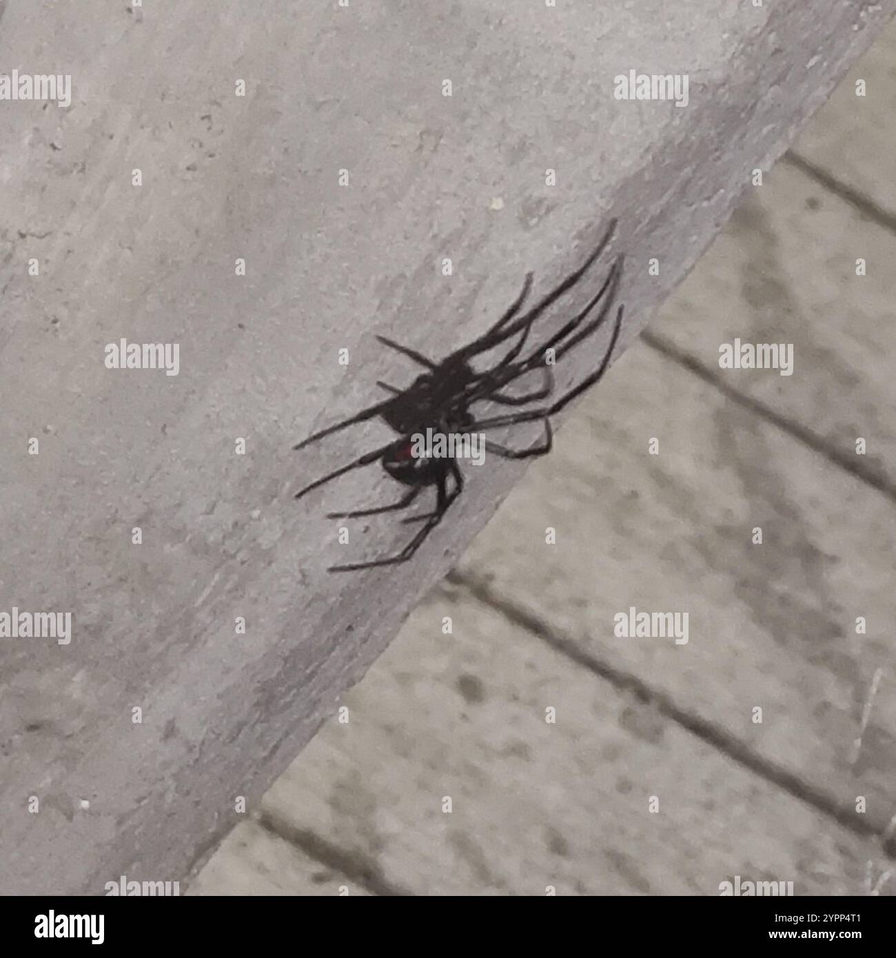 Western Black Widow (Latrodectus hesperus Stock Photo - Alamy