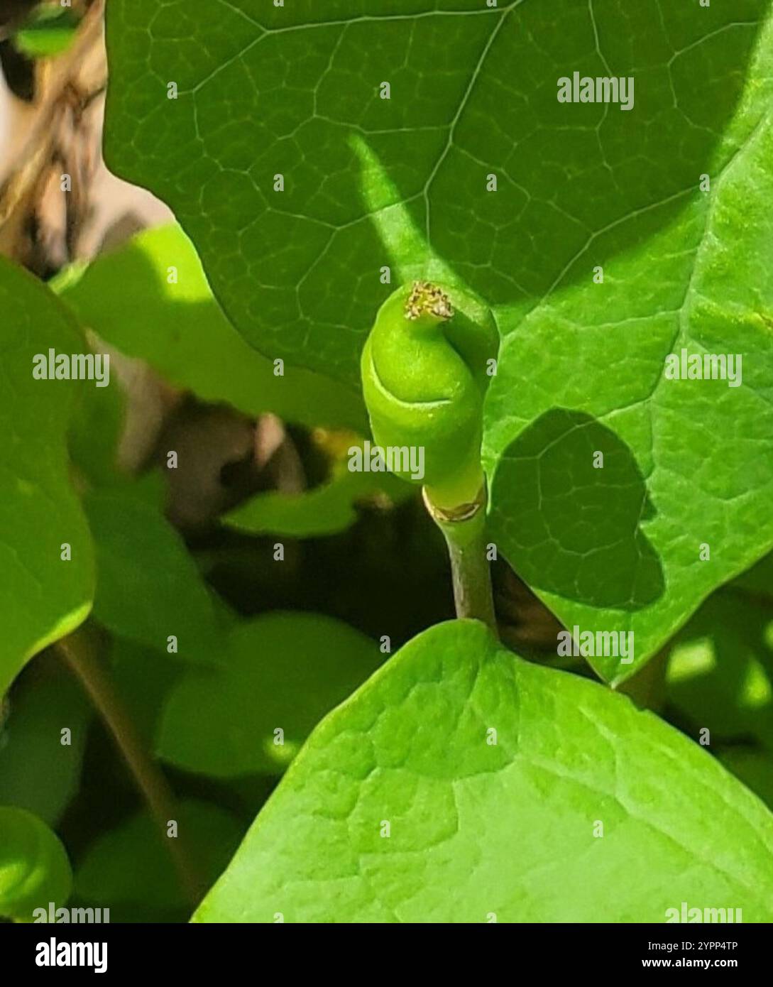 twinleaf (Jeffersonia diphylla Stock Photo - Alamy