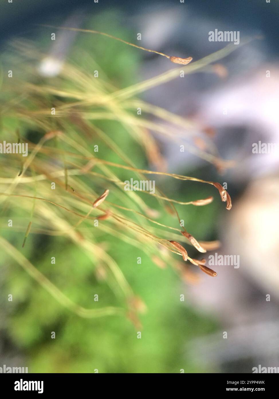 Ditrichum hi-res stock photography and images - Alamy