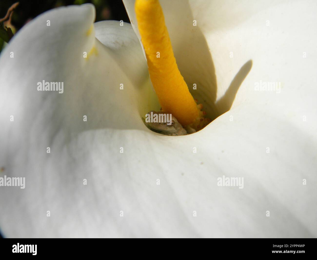 Painted Reed Frog (Hyperolius marmoratus Stock Photo - Alamy