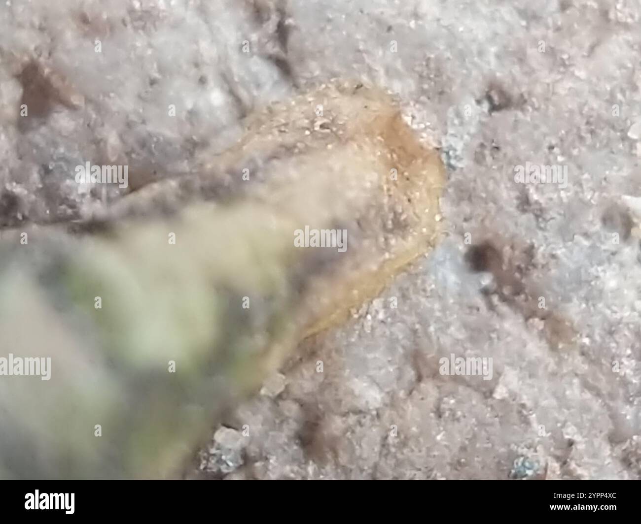 Variable Duskyface Fly (Melanostoma mellinum Stock Photo - Alamy