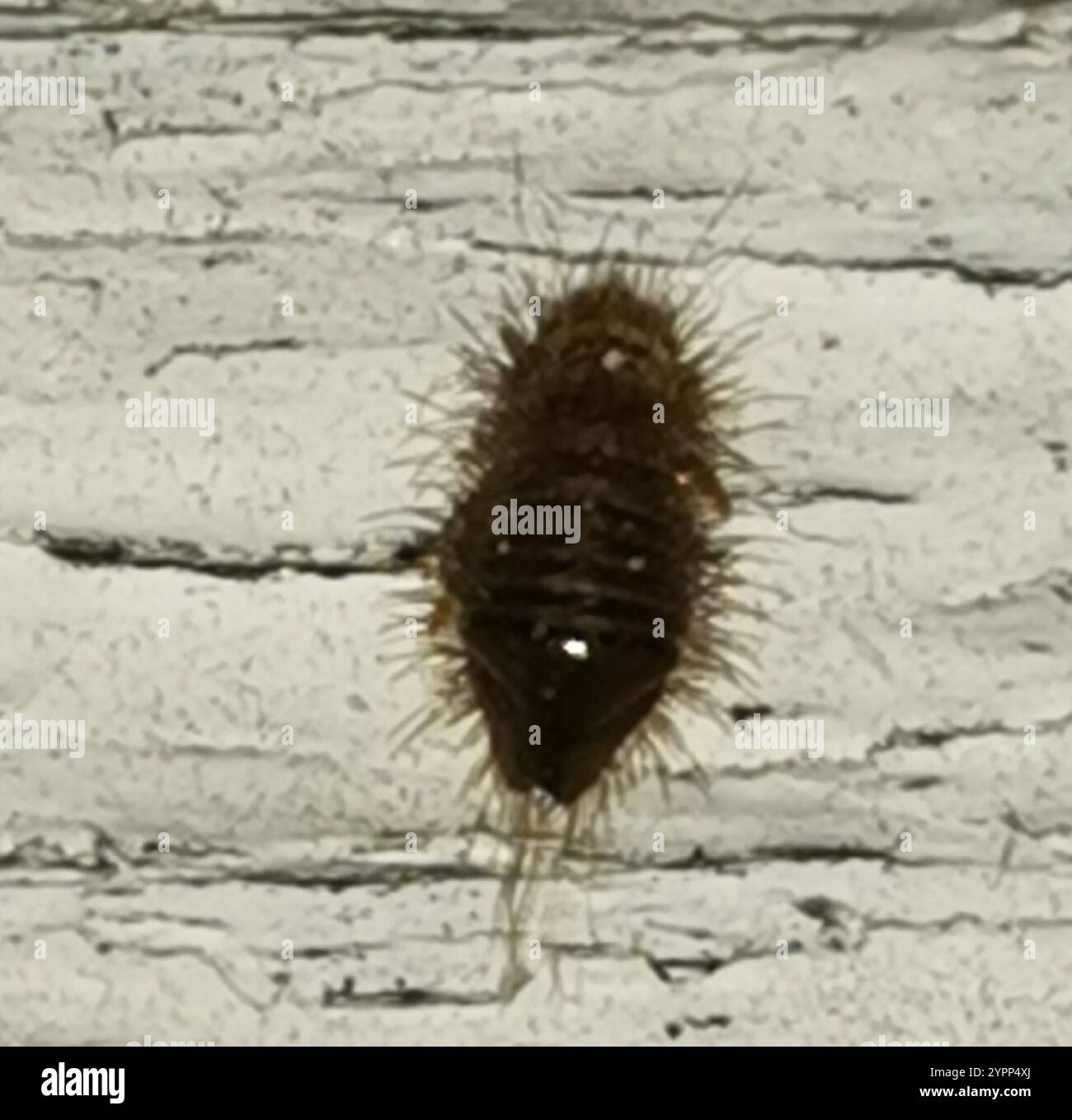 Museum Beetle (Anthrenus museorum Stock Photo - Alamy