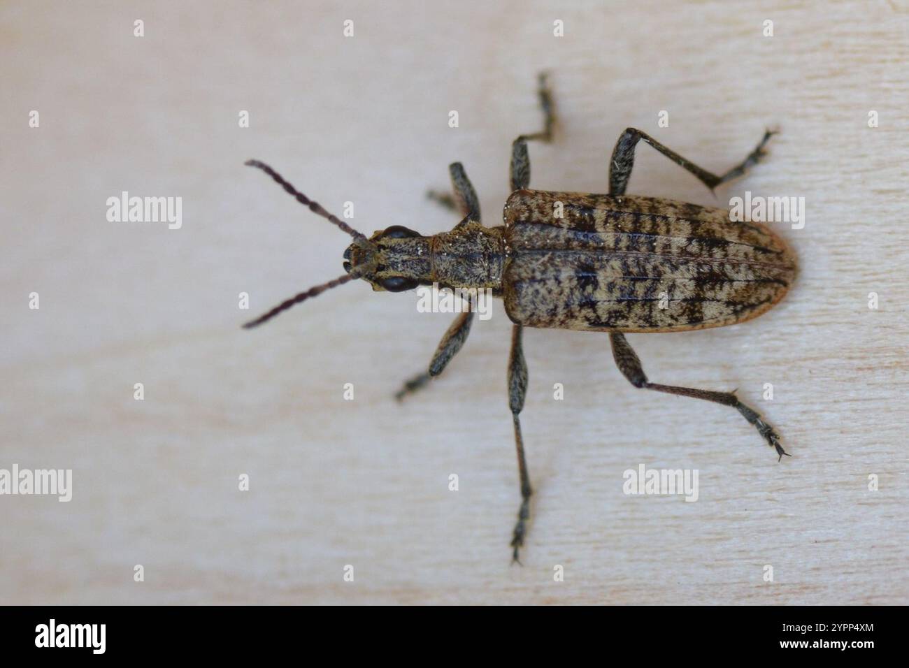 Ribbed Pine Borer (Rhagium inquisitor Stock Photo - Alamy