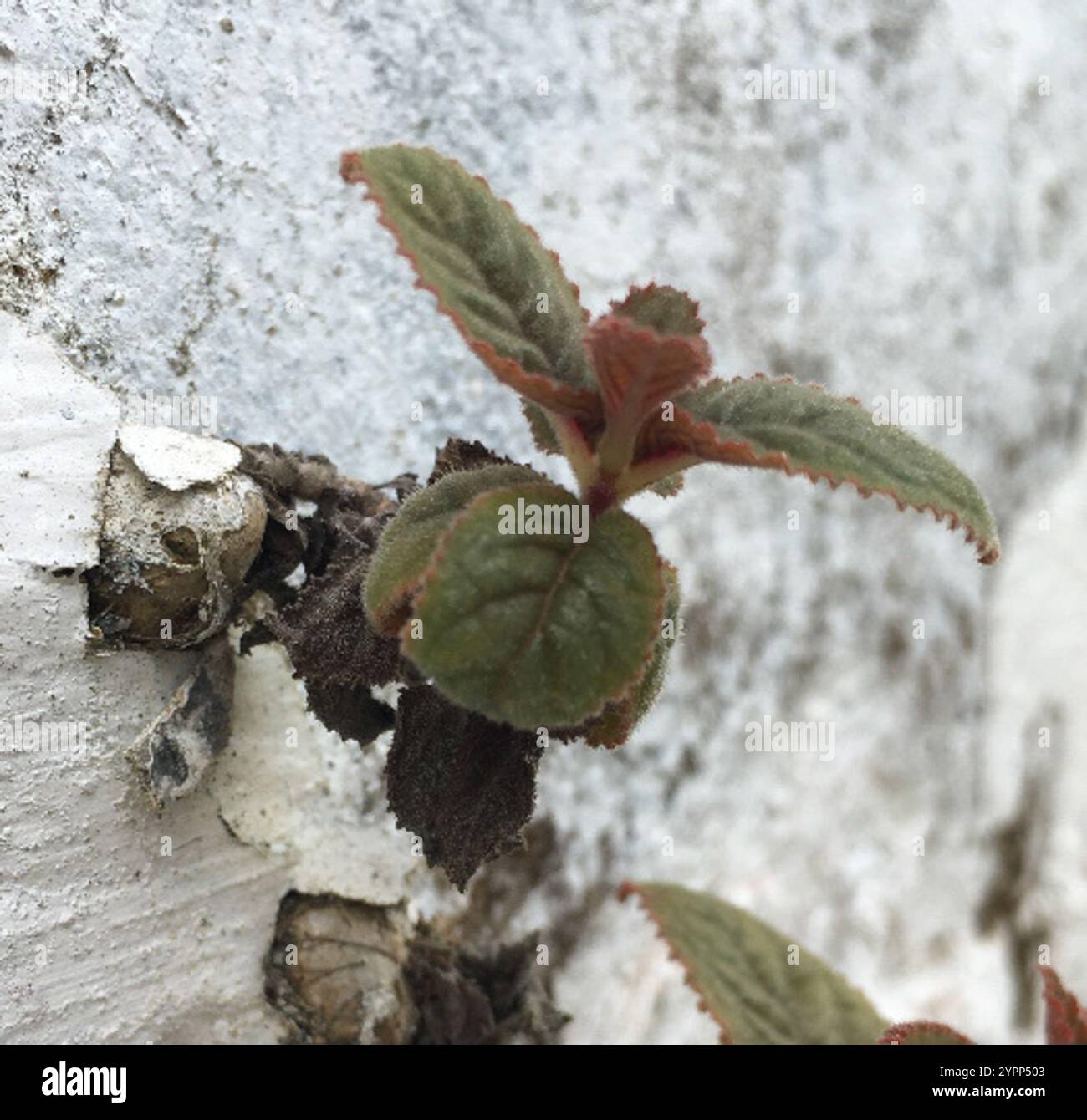 Chrysothemis hi-res stock photography and images - Alamy