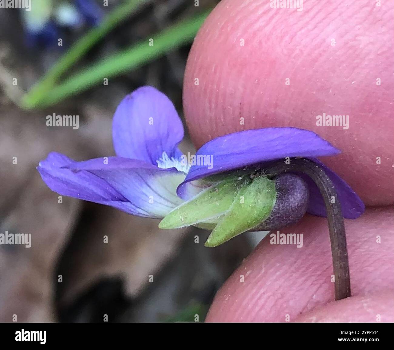 three-lobed violet (Viola palmata Stock Photo - Alamy