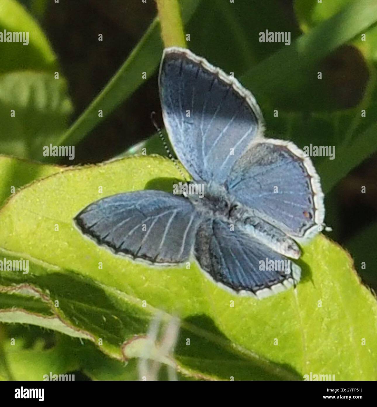 Eastern Tailed-Blue (Cupido comyntas Stock Photo - Alamy