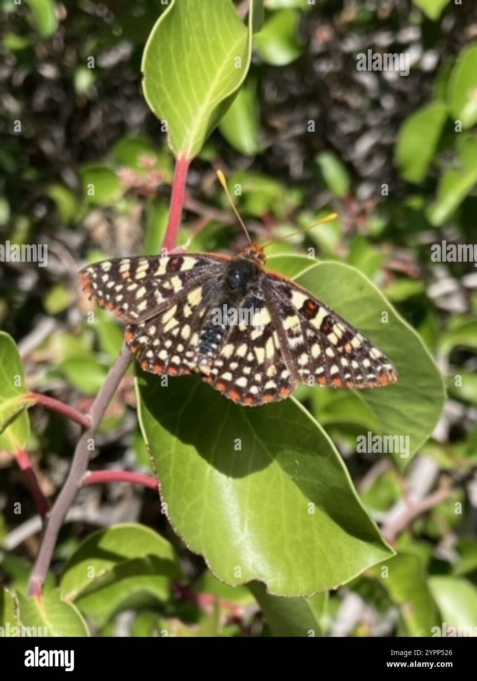 Variable Checkerspot (Euphydryas chalcedona Stock Photo - Alamy