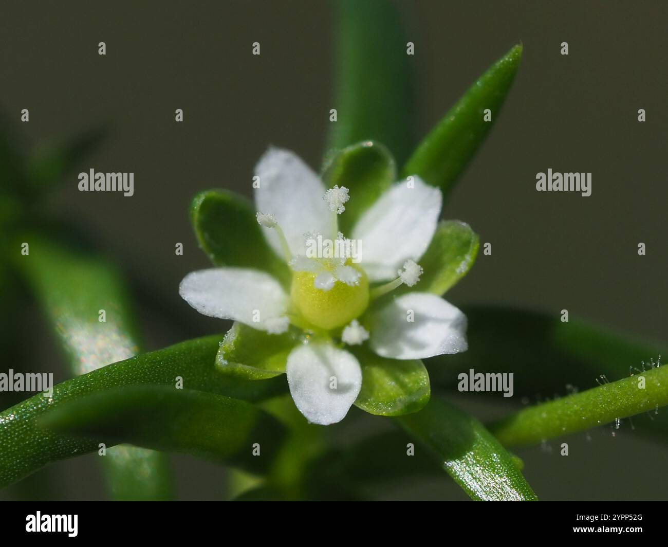 Japanese Pearlwort (Sagina japonica Stock Photo - Alamy
