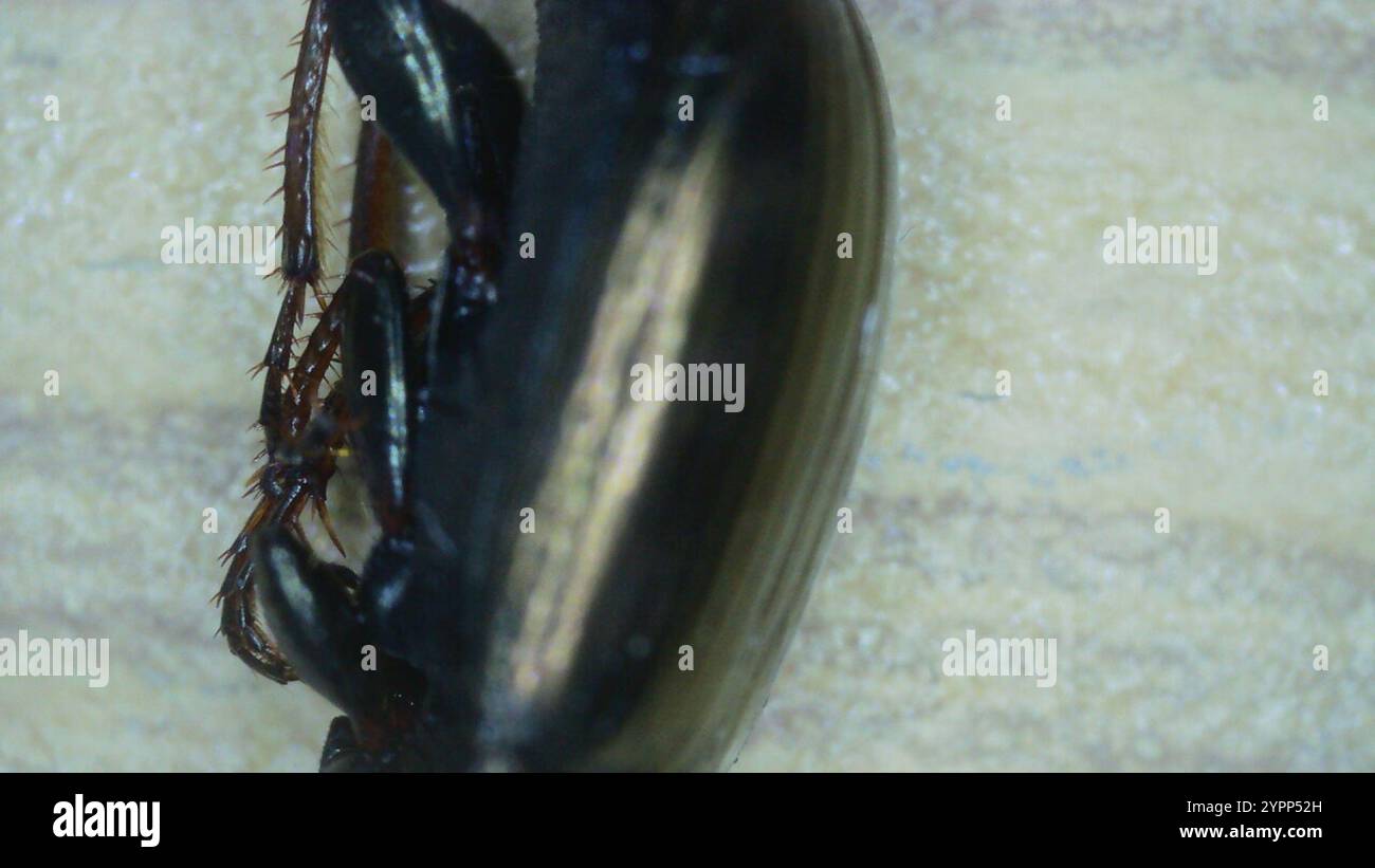 Common Sun Beetle (Amara aenea Stock Photo - Alamy