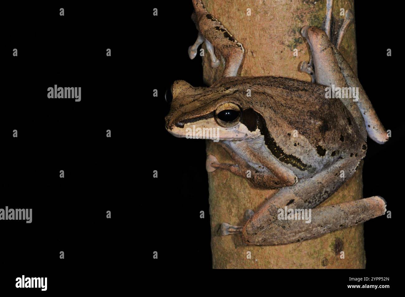 Dark eared tree frog hi-res stock photography and images - Alamy