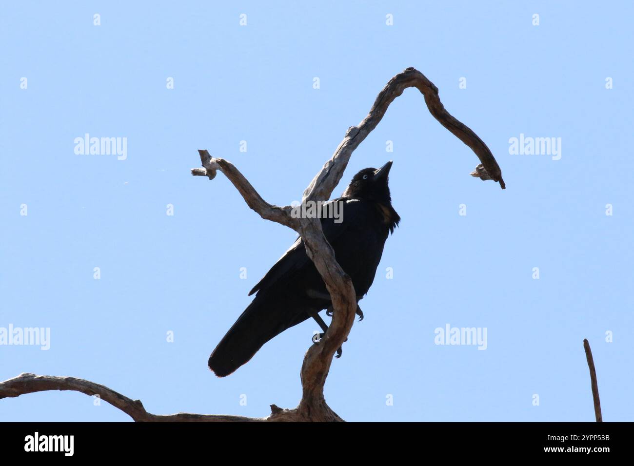 Torresian crow hi-res stock photography and images - Alamy