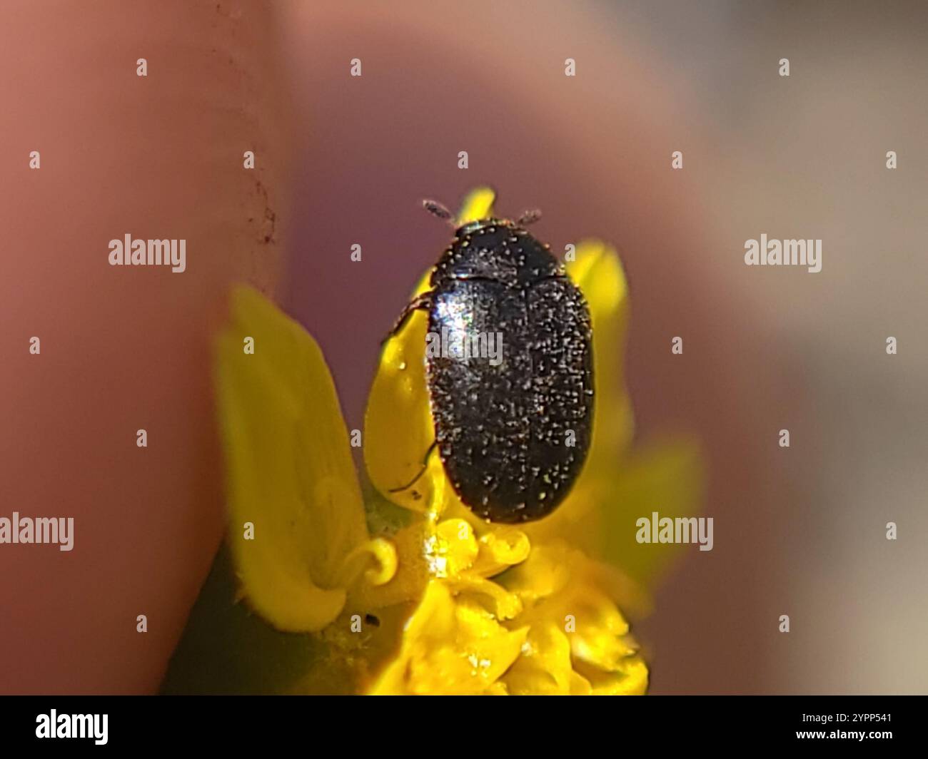 Pollen Beetles (Meligethinae Stock Photo - Alamy