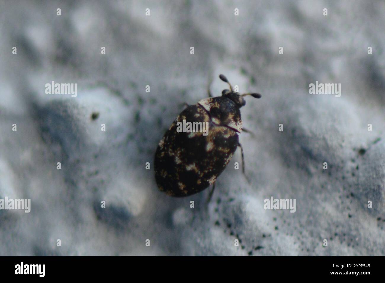 Museum Beetle (Anthrenus museorum Stock Photo - Alamy