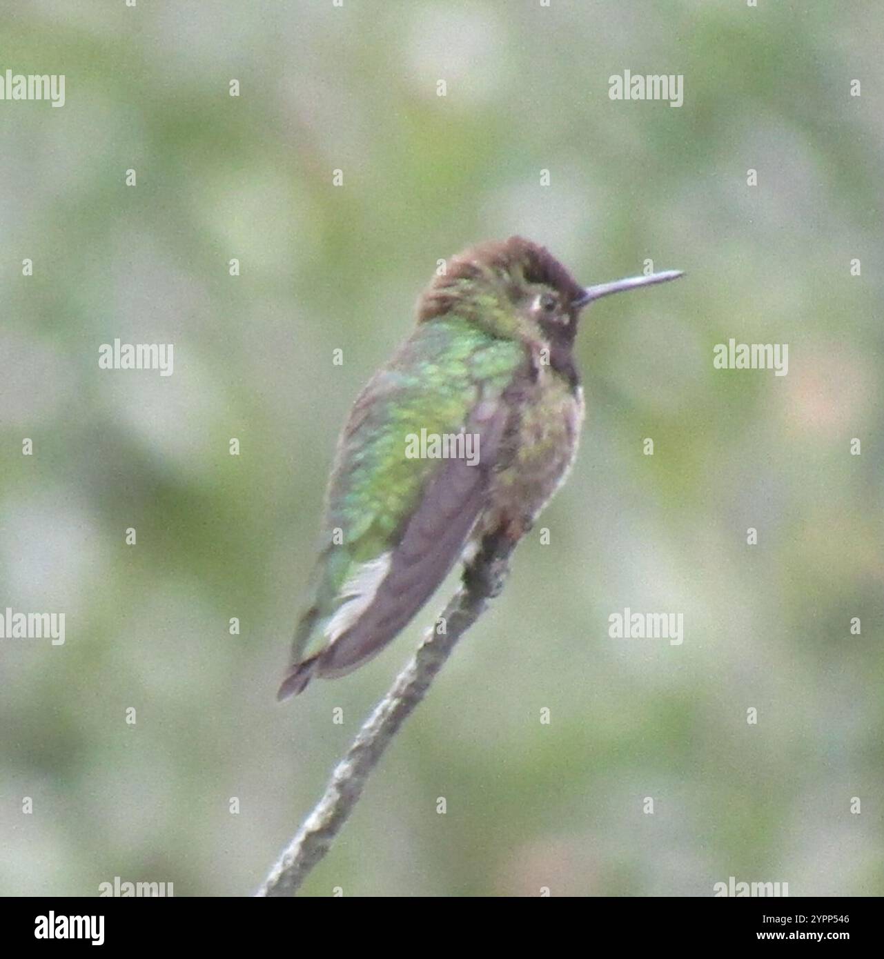 Anna's Hummingbird (Calypte anna Stock Photo - Alamy