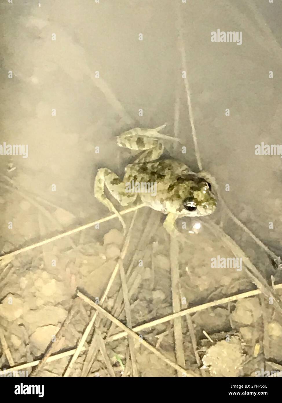 Common Eastern Froglet (Crinia signifera Stock Photo - Alamy