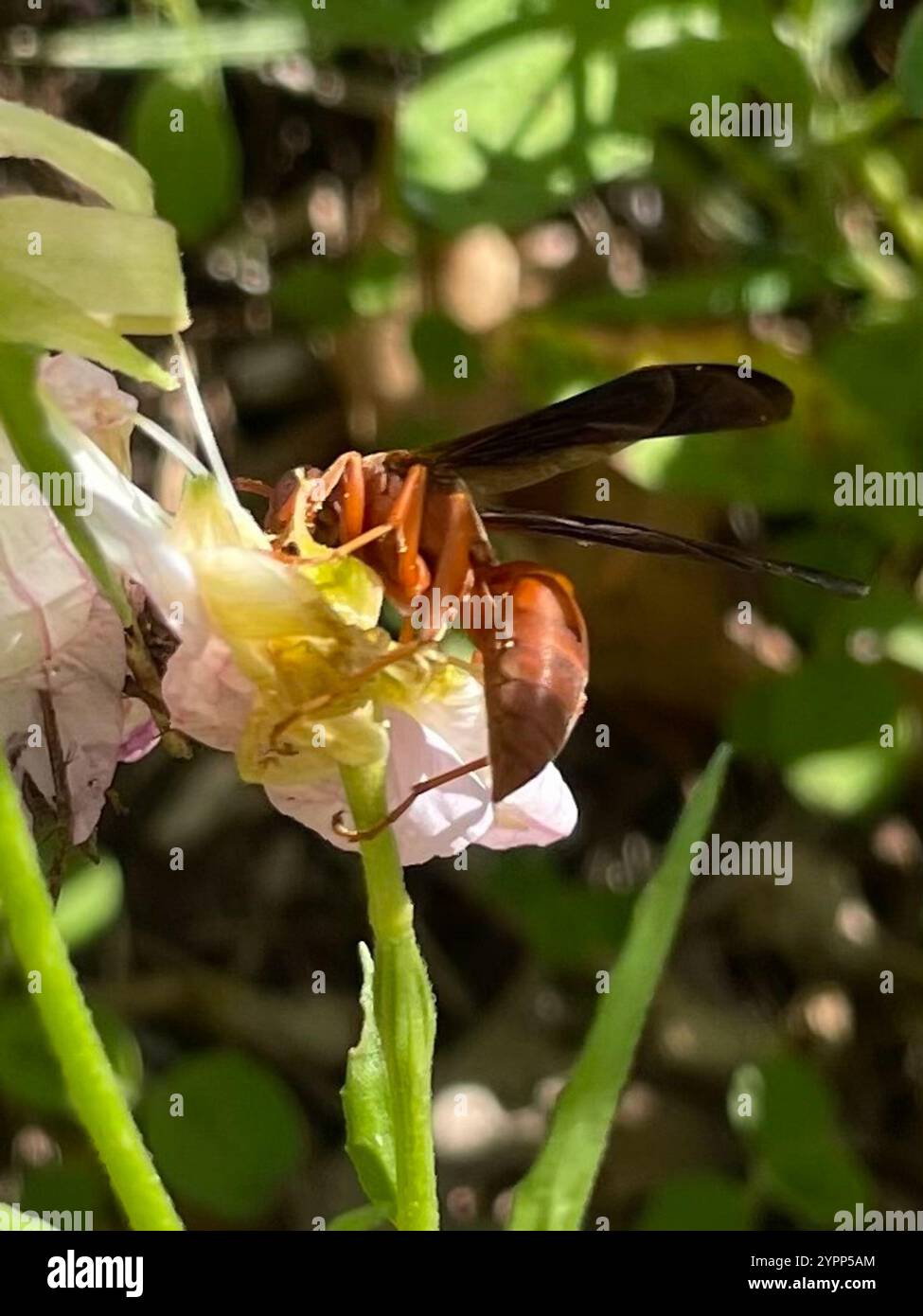 Fine Backed Red Paper Wasp Polistes Carolina Stock Photo Alamy