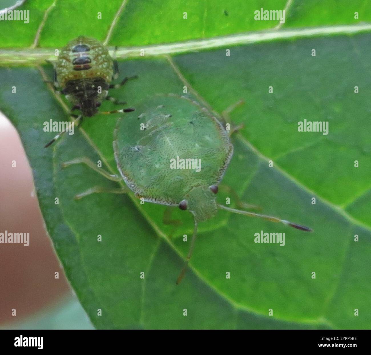 Green potato bug (Cuspicona simplex Stock Photo - Alamy
