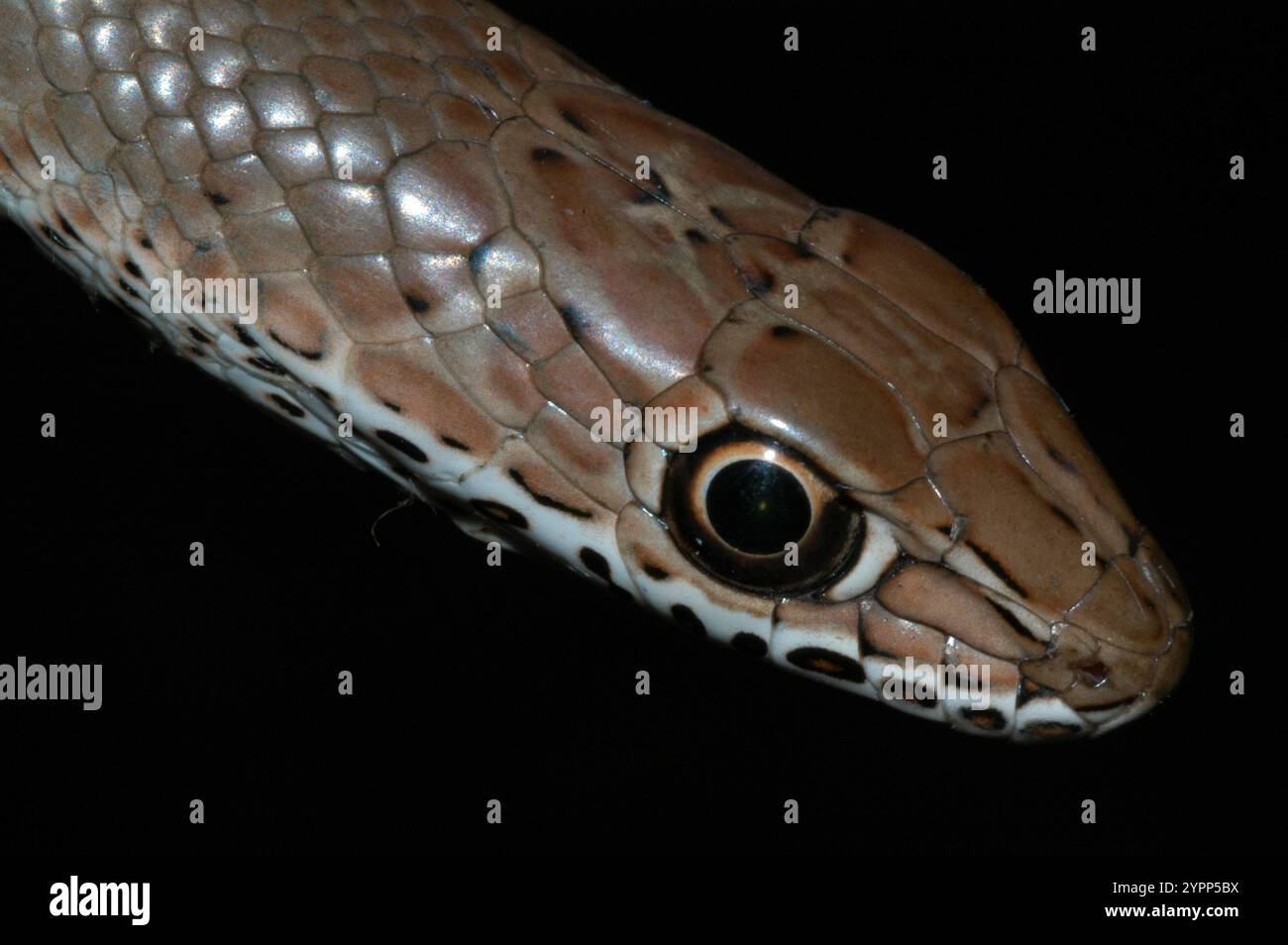 Olive Whip Snake (Psammophis mossambicus Stock Photo - Alamy