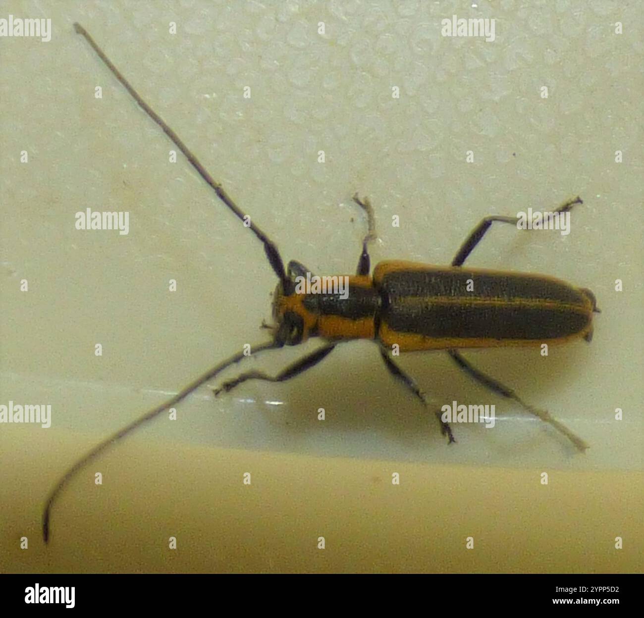 Red-edged Saperda (Saperda lateralis Stock Photo - Alamy