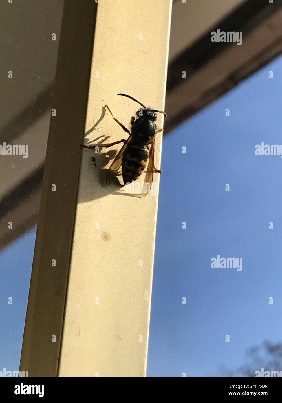 Alaska Yellowjacket (Vespula alascensis Stock Photo - Alamy