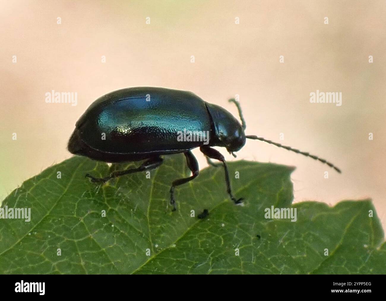 Metallic Flea Beetles (Altica Stock Photo - Alamy