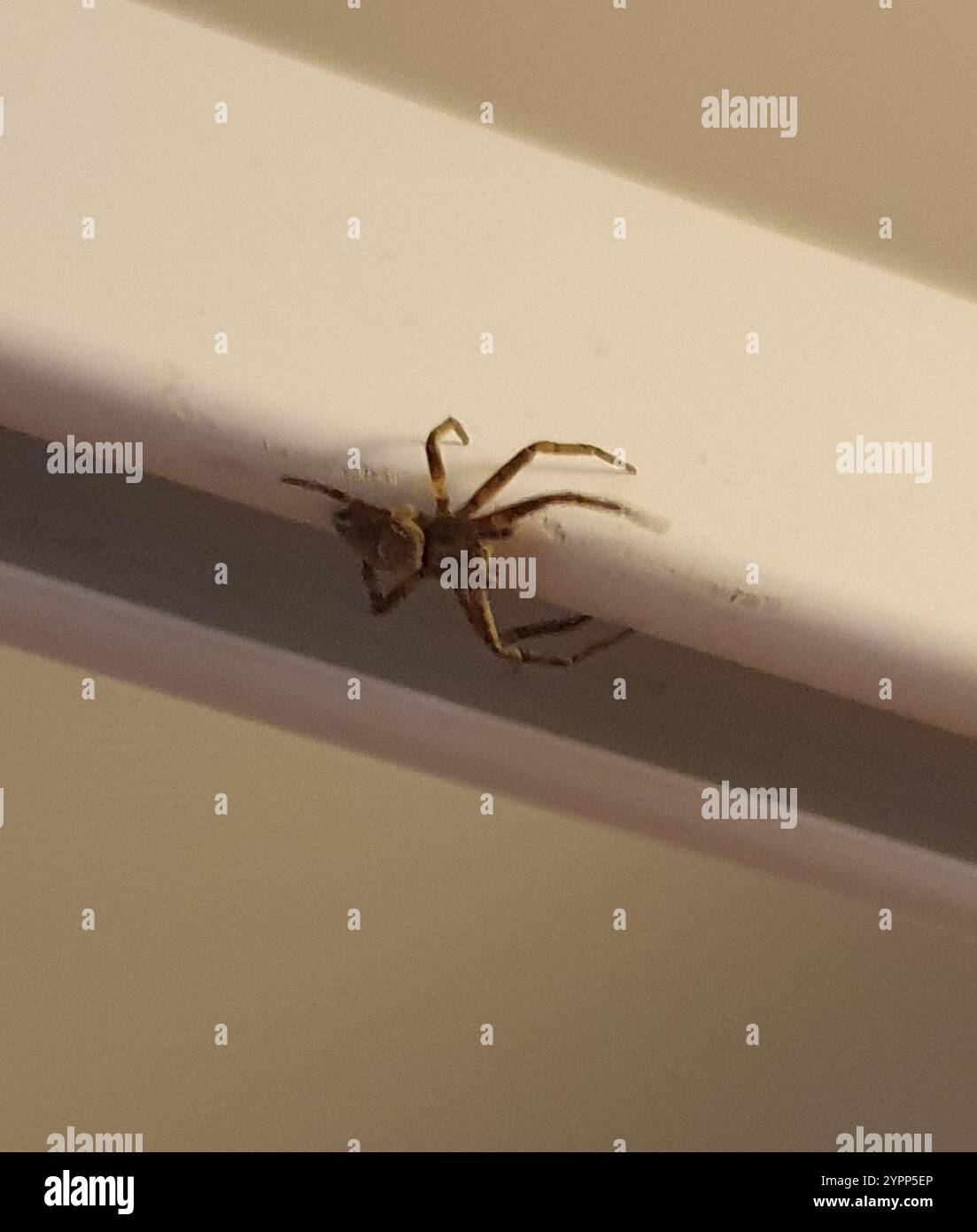 Running Crab Spiders (Philodromus Stock Photo - Alamy