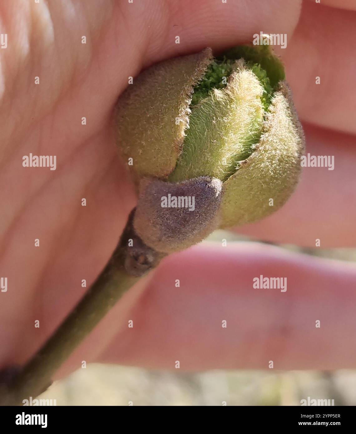 Manna ash (Fraxinus ornus Stock Photo - Alamy