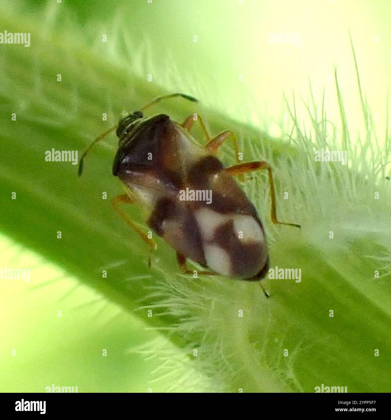 Common Flowerbug (Anthocoris nemorum Stock Photo - Alamy