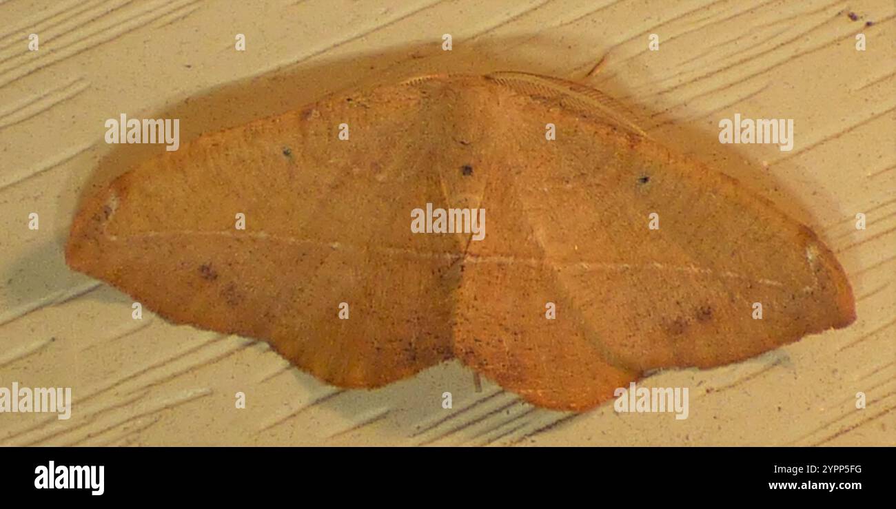Olyzonaria hi-res stock photography and images - Alamy