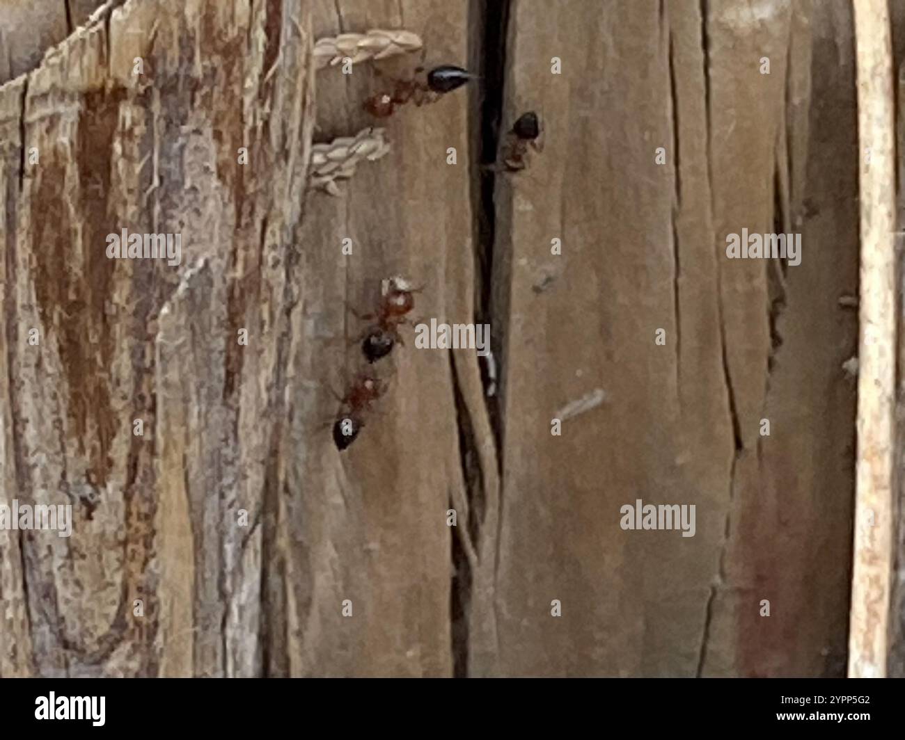 Shiny Acrobat Ant (Crematogaster laeviuscula Stock Photo - Alamy