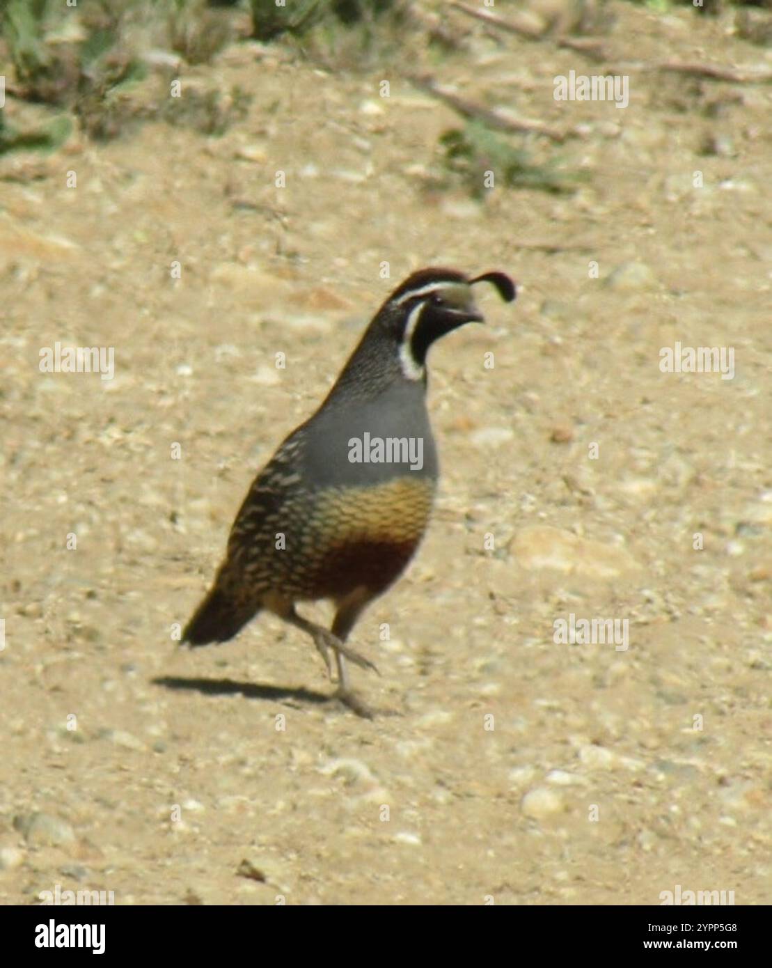 California Quail (Callipepla californica Stock Photo - Alamy