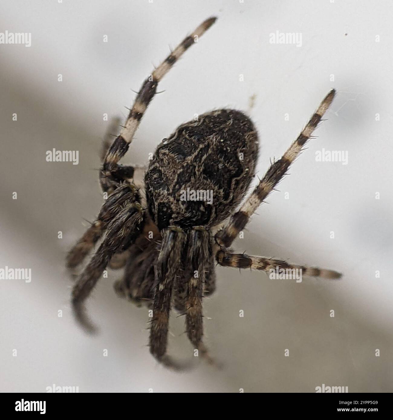 Furrow Spiders (Larinioides Stock Photo - Alamy