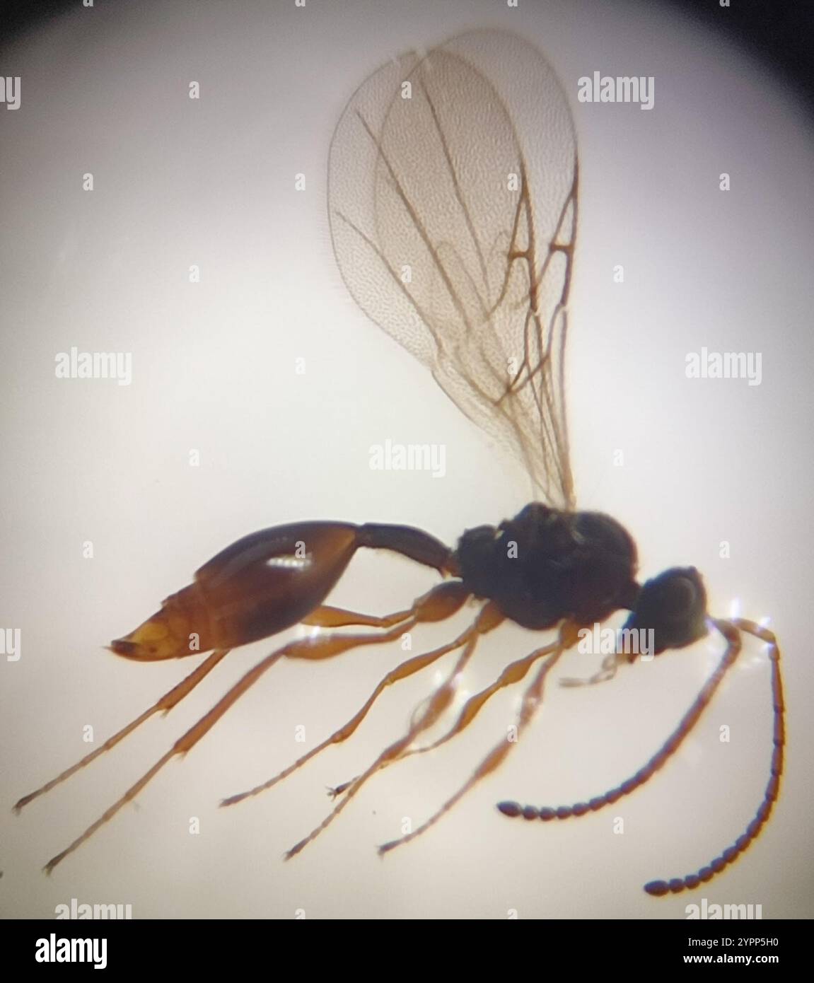 Miota hi-res stock photography and images - Alamy