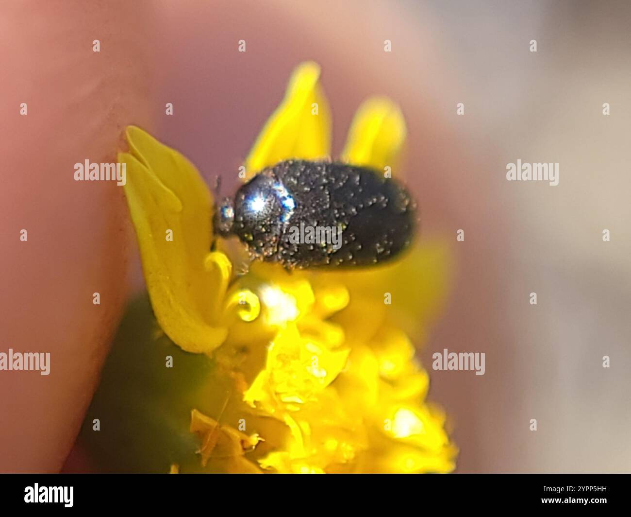 Pollen Beetles (Meligethinae Stock Photo - Alamy
