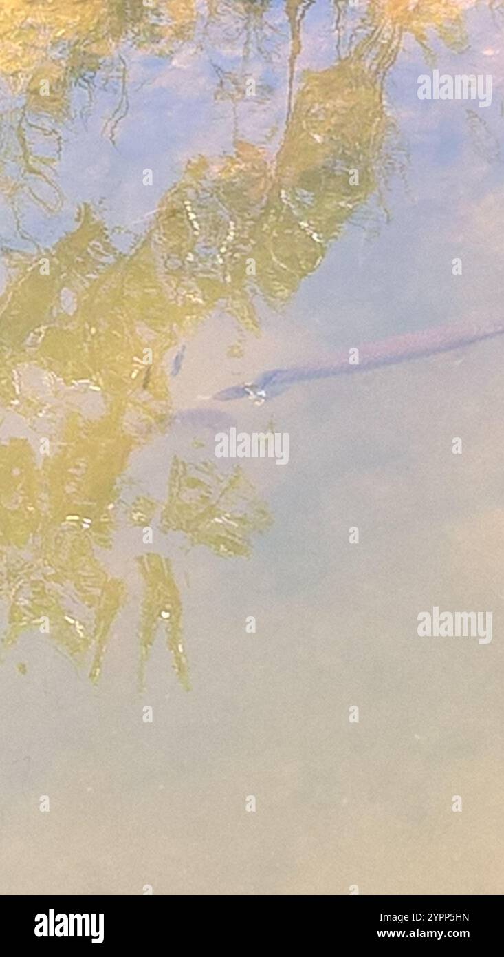 Florida Gar (Lepisosteus platyrhincus Stock Photo - Alamy