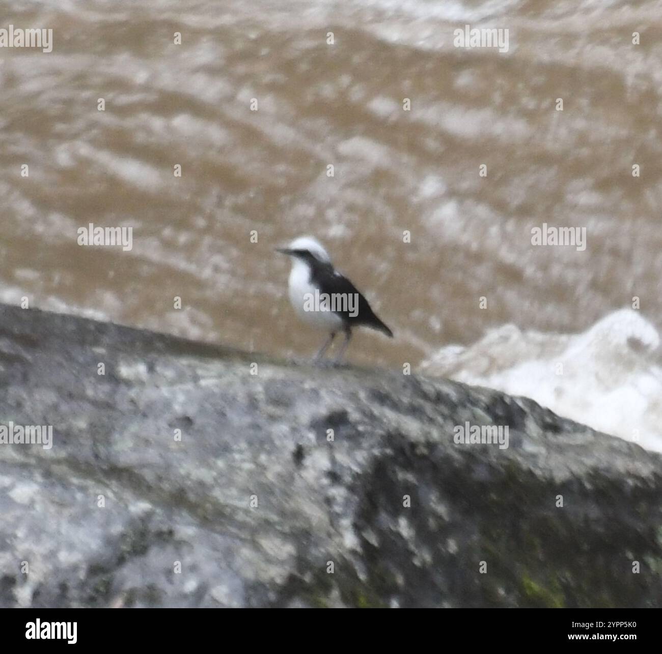 White-capped Dipper (Cinclus leucocephalus Stock Photo - Alamy
