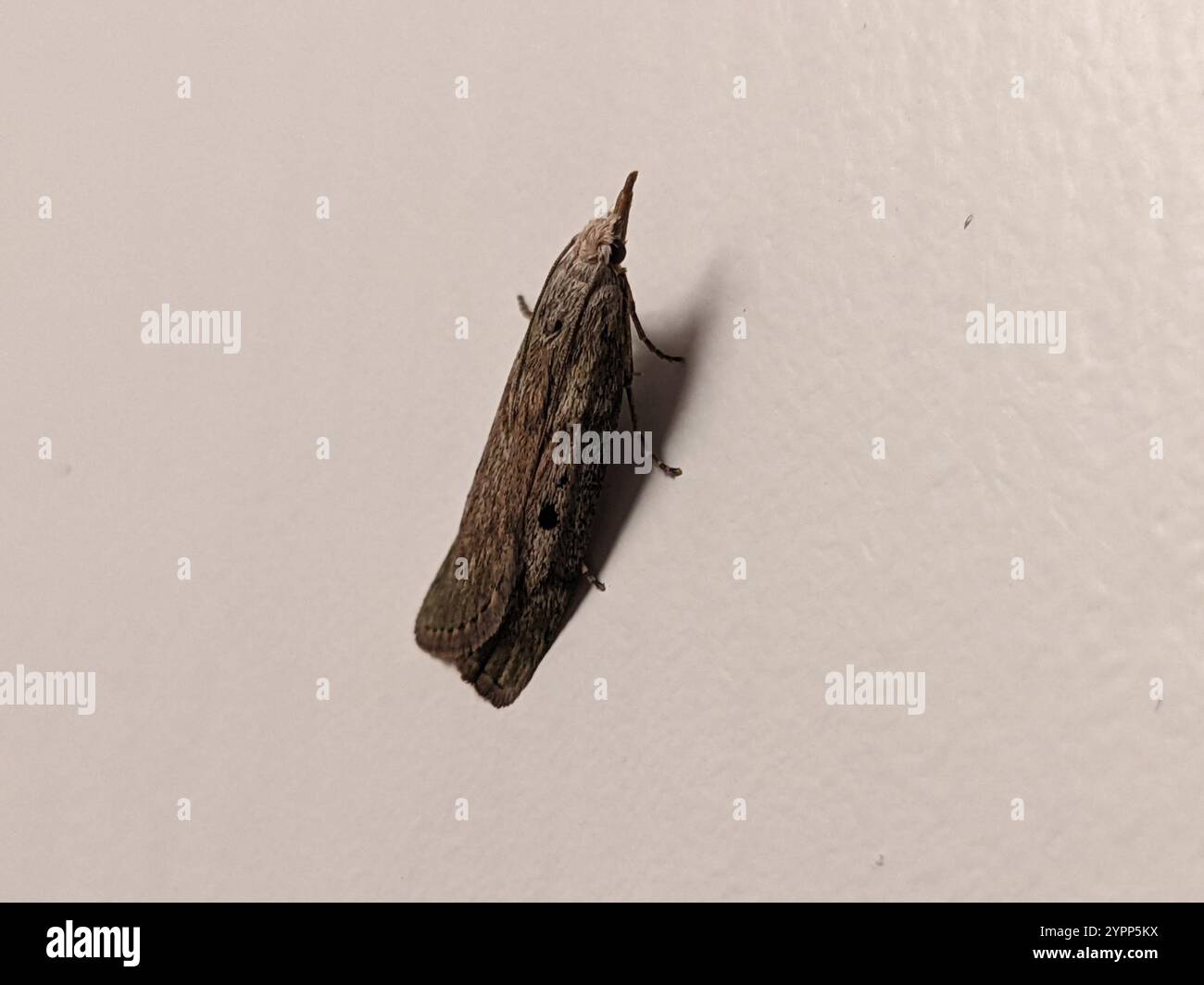 Bee Moth (Aphomia sociella Stock Photo - Alamy