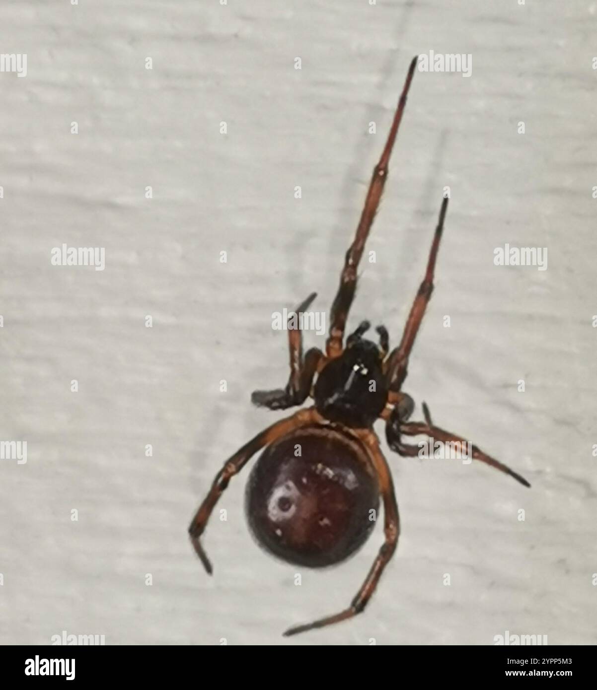 Rabbit Hutch Spider (Steatoda bipunctata Stock Photo - Alamy