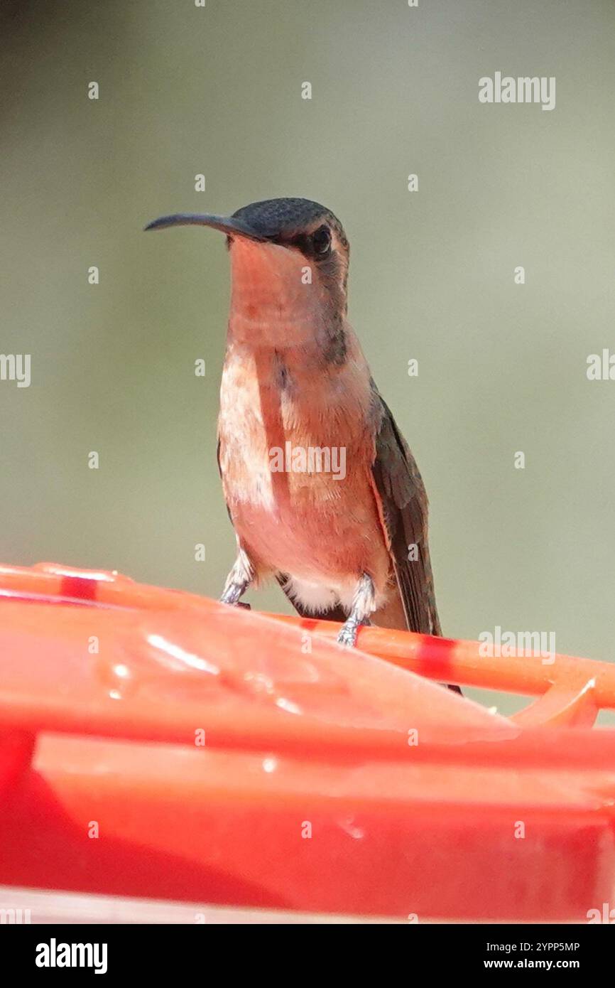Lucifer hummingbird calothorax lucifer hi-res stock photography and ...