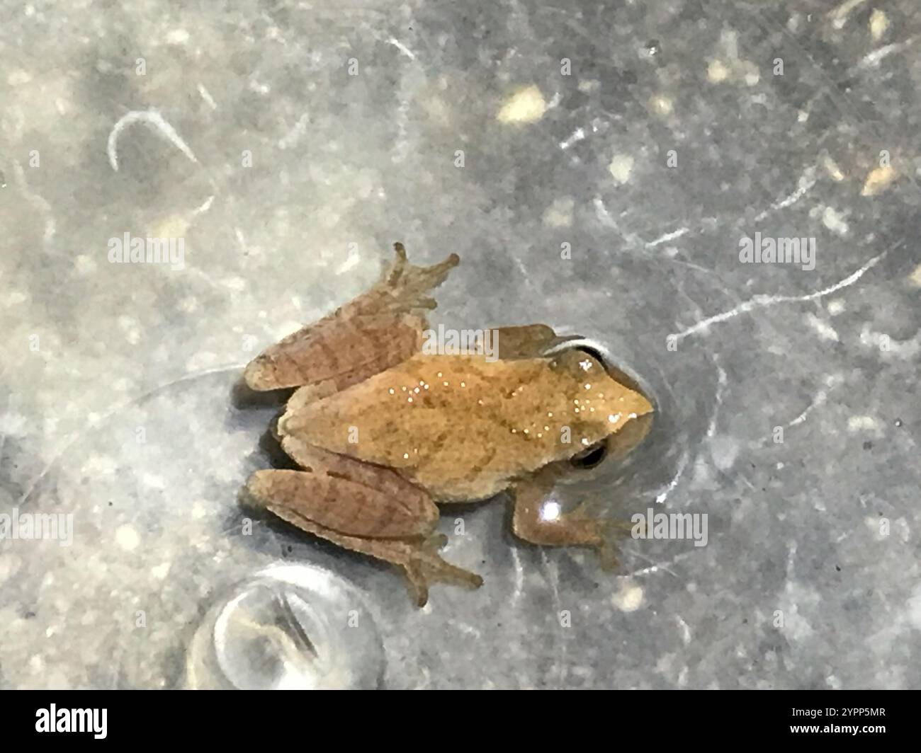Spring Peeper (Pseudacris crucifer Stock Photo - Alamy