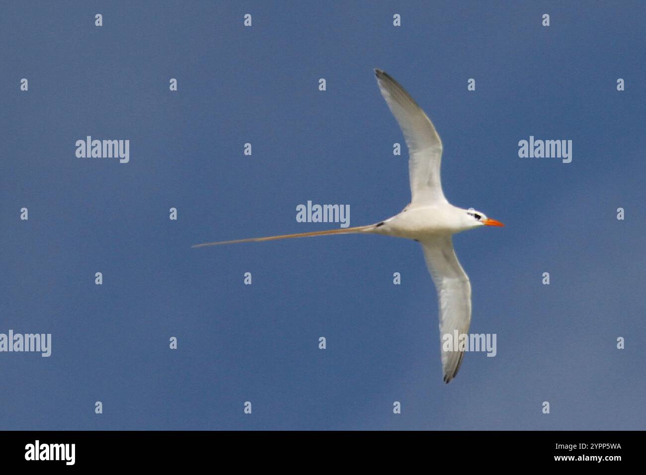 Caribbean White-tailed Tropicbird (Phaethon lepturus catesbyi Stock ...