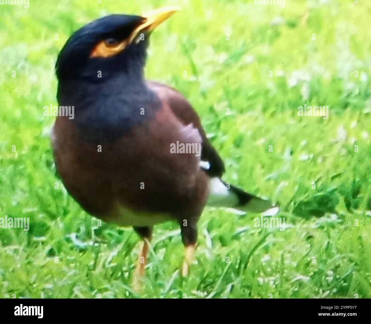 Common Myna (Acridotheres tristis Stock Photo - Alamy