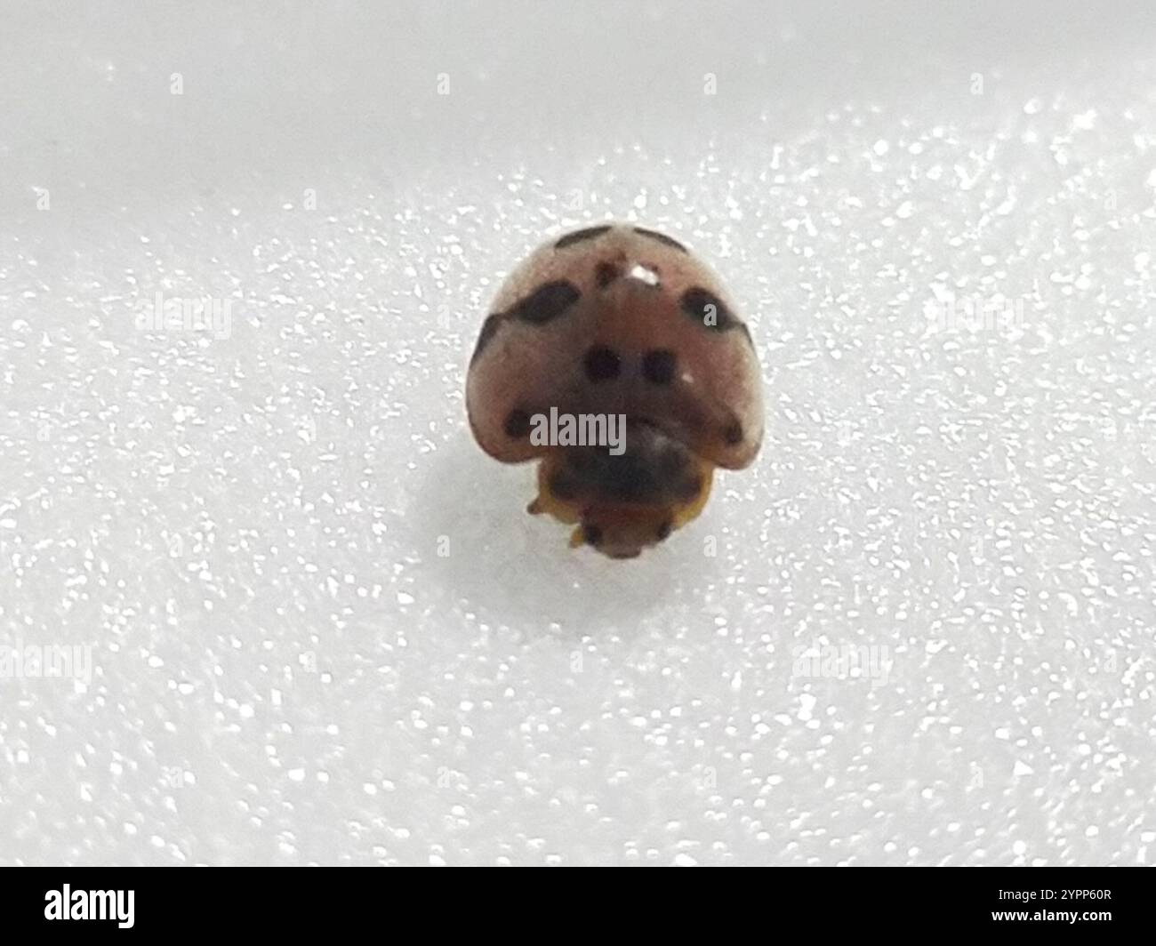 Vigintioctopunctata hi-res stock photography and images - Alamy