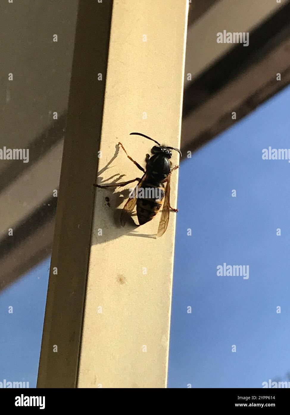 Alaska Yellowjacket (Vespula alascensis Stock Photo - Alamy