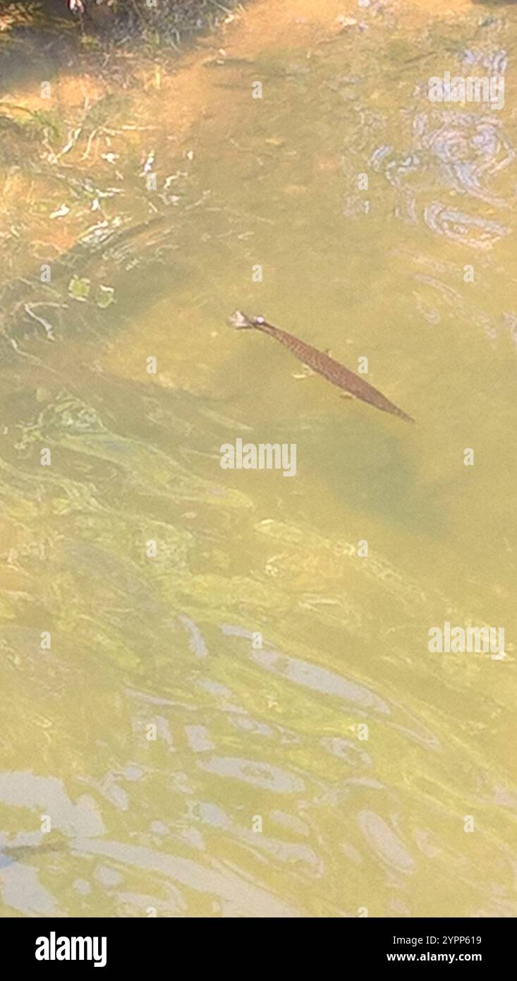 Florida Gar (Lepisosteus platyrhincus Stock Photo - Alamy