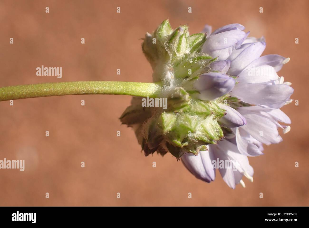 bluehead gilia (Gilia capitata Stock Photo - Alamy