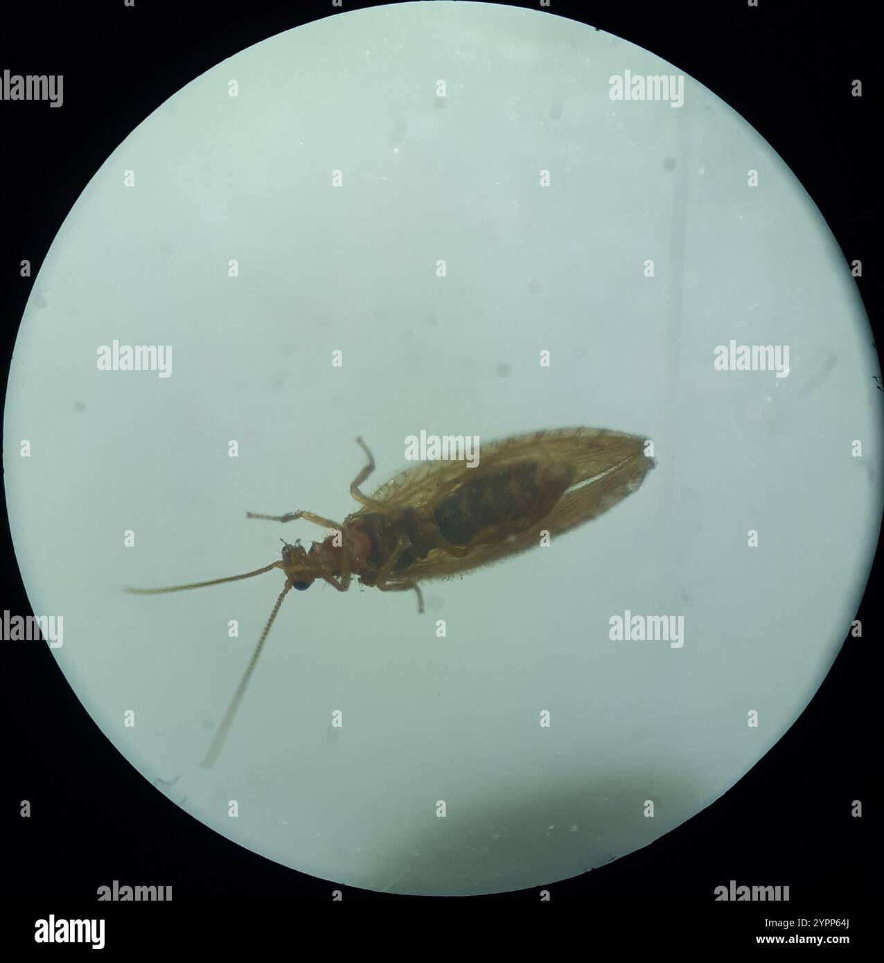 Angular Brunette Lacewing (Micromus angulatus Stock Photo - Alamy