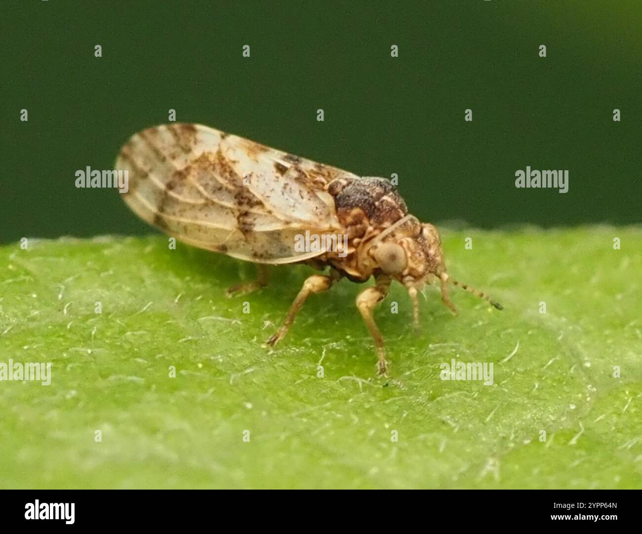 Hackberry Gall Psyllids (Pachypsylla Stock Photo - Alamy