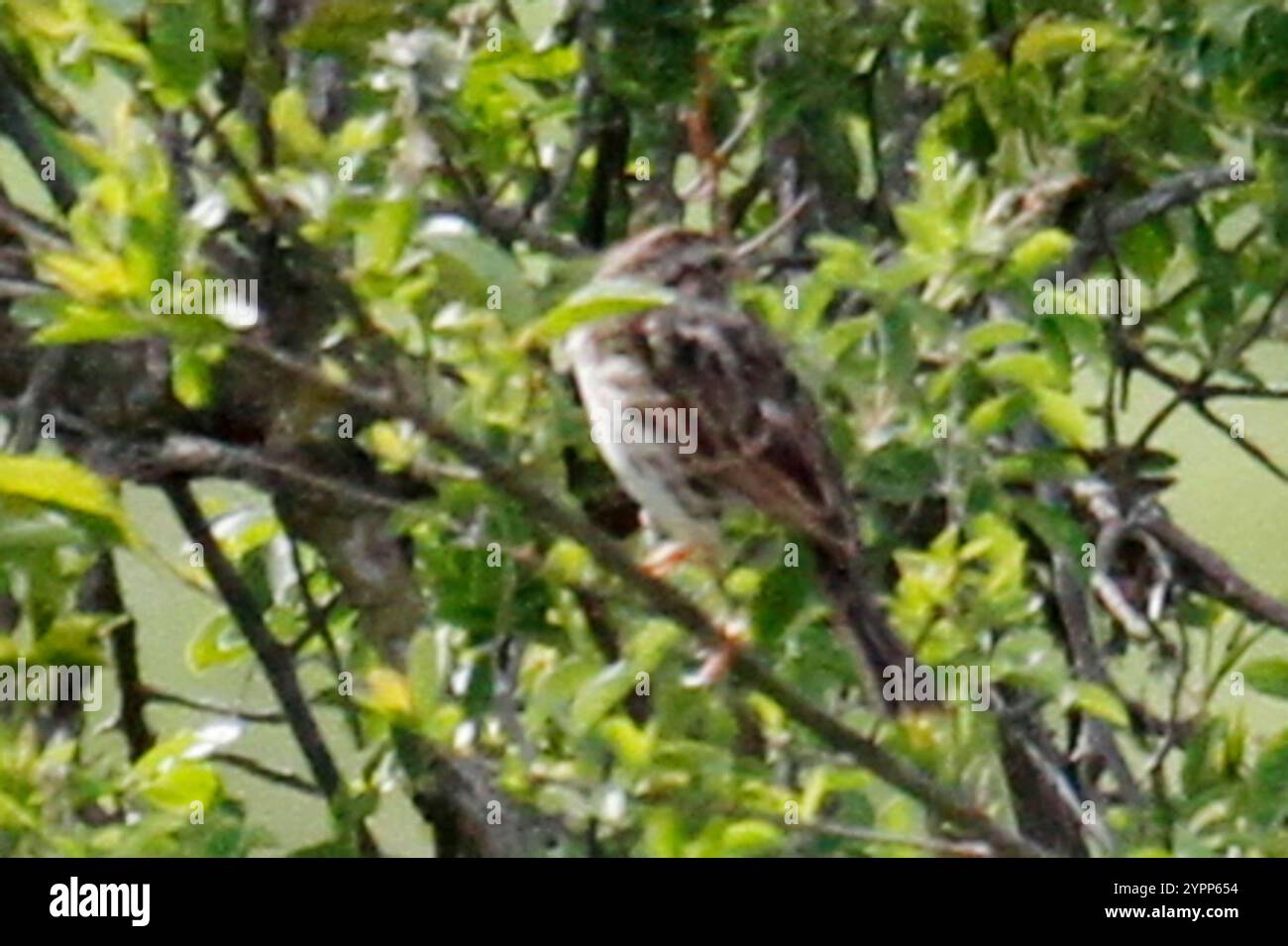 New World Sparrows (Passerellidae Stock Photo - Alamy