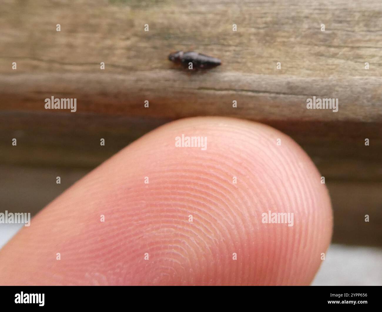 Corticinus hi-res stock photography and images - Alamy